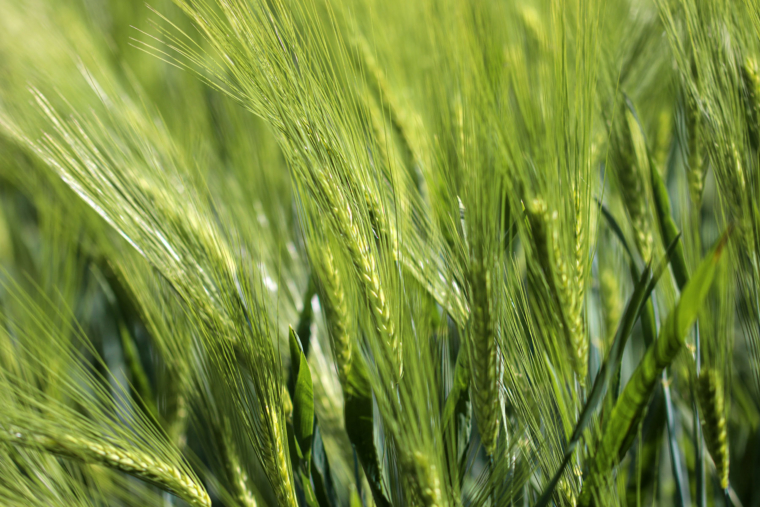 Alle Getreidearten: 15 Getreidesorten erkennen - eat.de