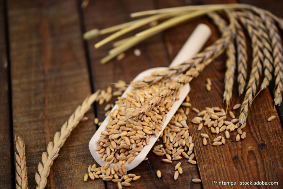 Alle Getreidearten: 15 Getreidesorten erkennen