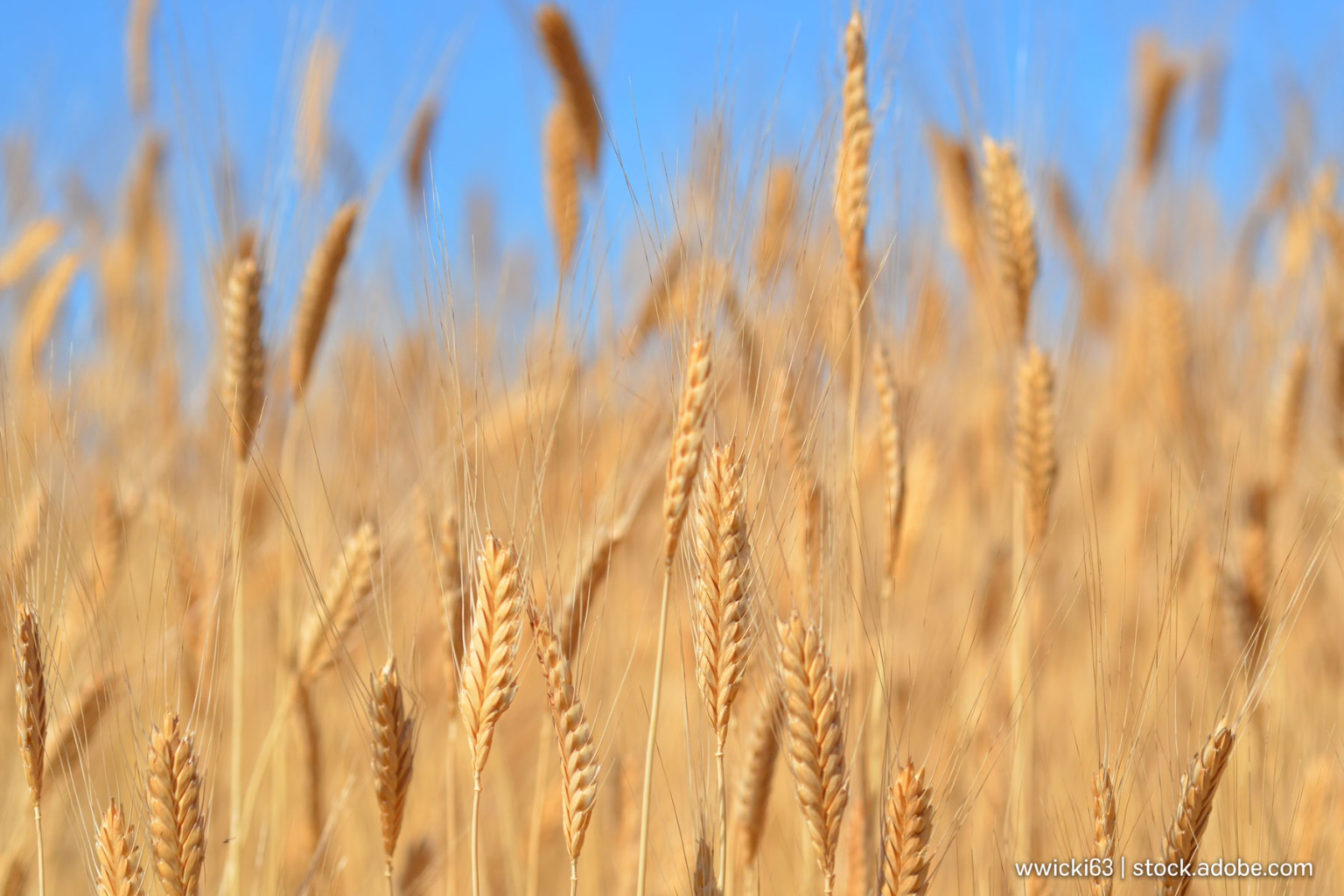 Alle Getreidearten: 15 Getreidesorten erkennen