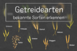 Alle Getreidearten: 15 Getreidesorten erkennen