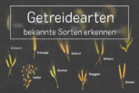 Alle Getreidearten: 15 Getreidesorten erkennen