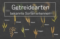 Alle Getreidearten: 15 Getreidesorten erkennen
