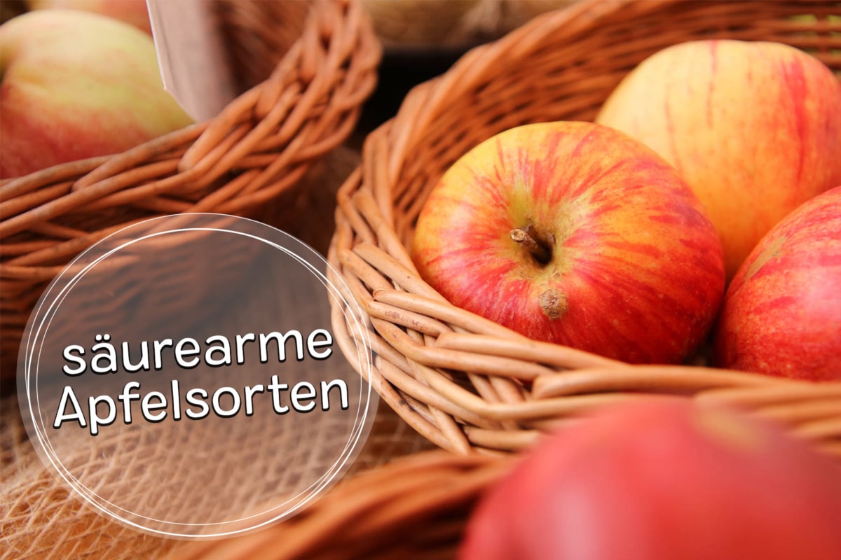Apfelsorten Mit Säuregehalt: Säuerliche Apfel Sorten – TRLP